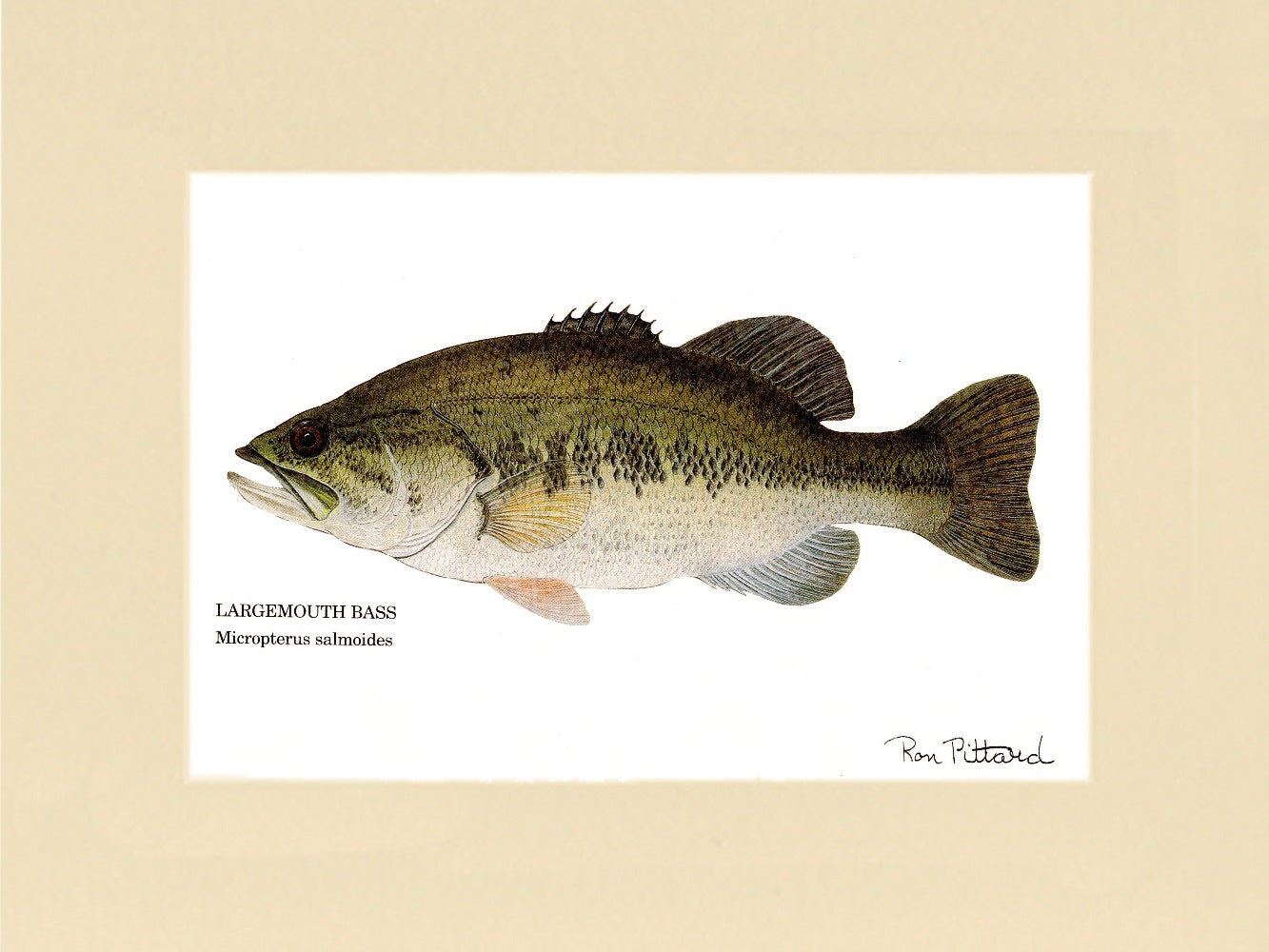 Largemouth Bass Fish Print - Fishing Wall Art Decor – Charting Nature