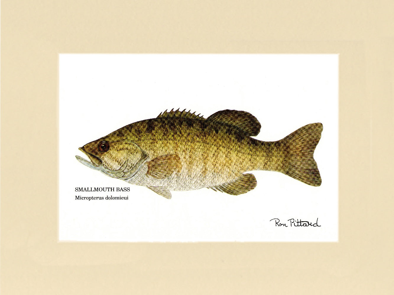 Gamefish Art Fish Prints by Ron Pittard. Both Freshwater and Saltwater ...