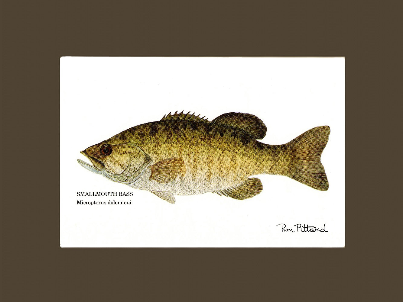 Smallmouth Bass Drawing