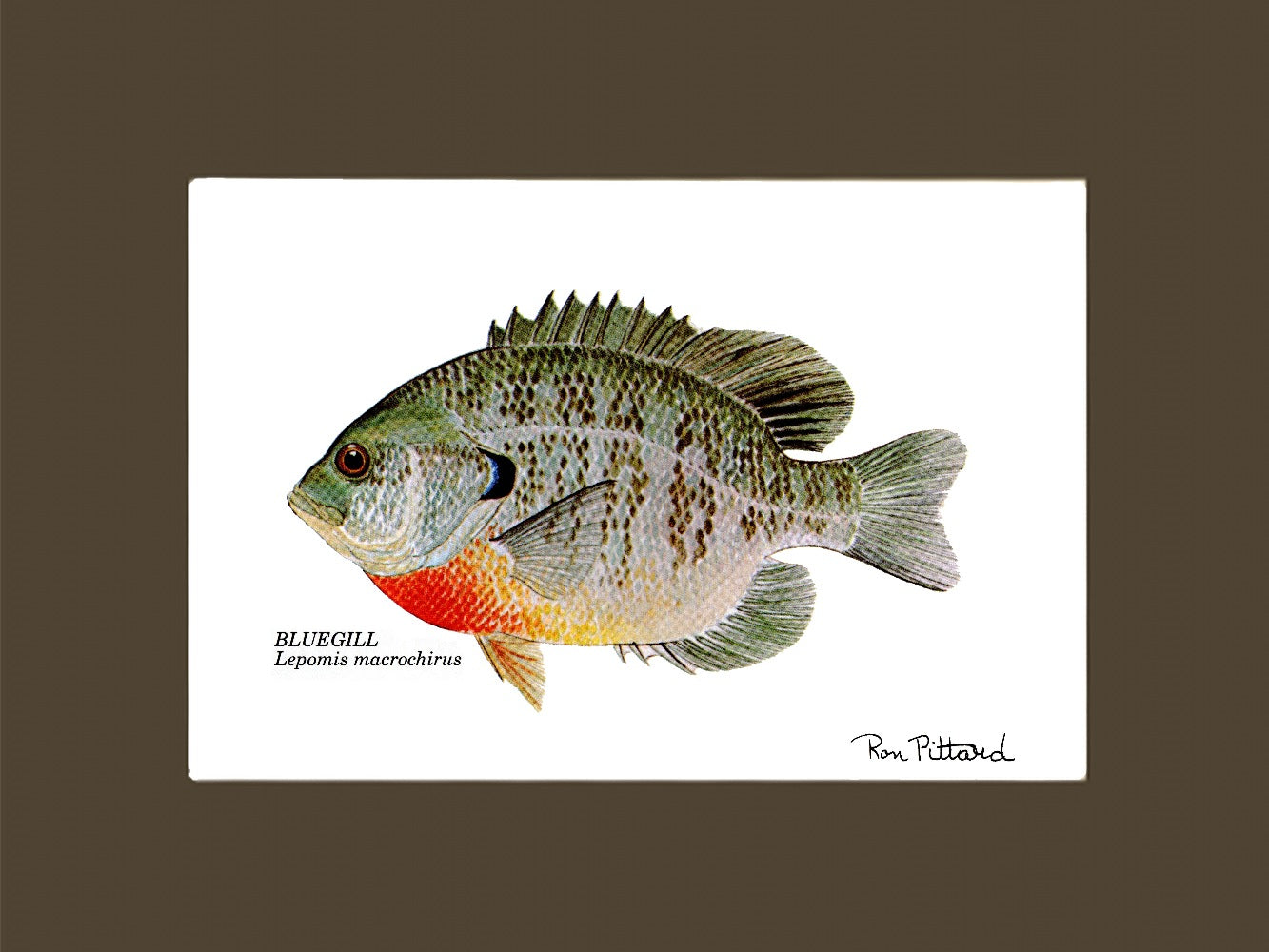 Gamefish Art Fish Prints by Ron Pittard. Both Freshwater and Saltwater ...