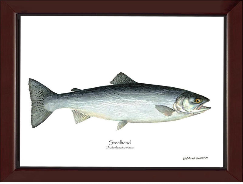 Fish Print: Steelhead Trout Onchorhynchus irideus – Charting Nature