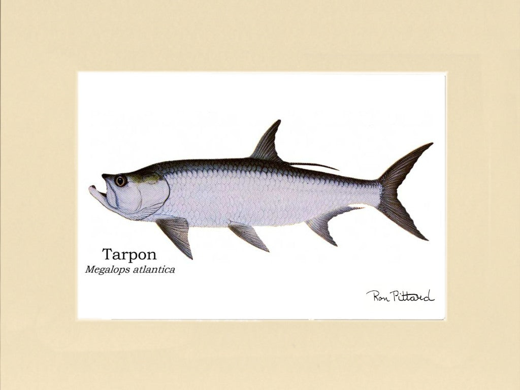 Tarpon Drawing