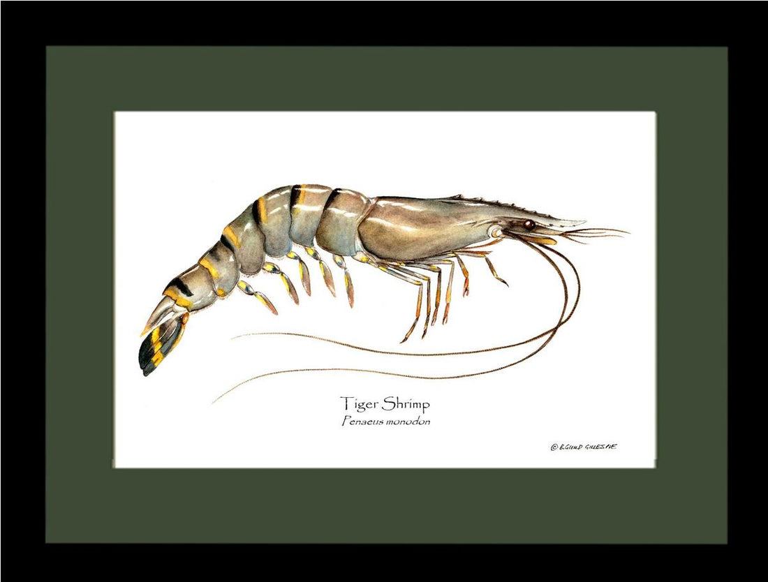 Shellfish Print: Shrimp, Tiger | Shellfish Wall Art Print – Charting Nature
