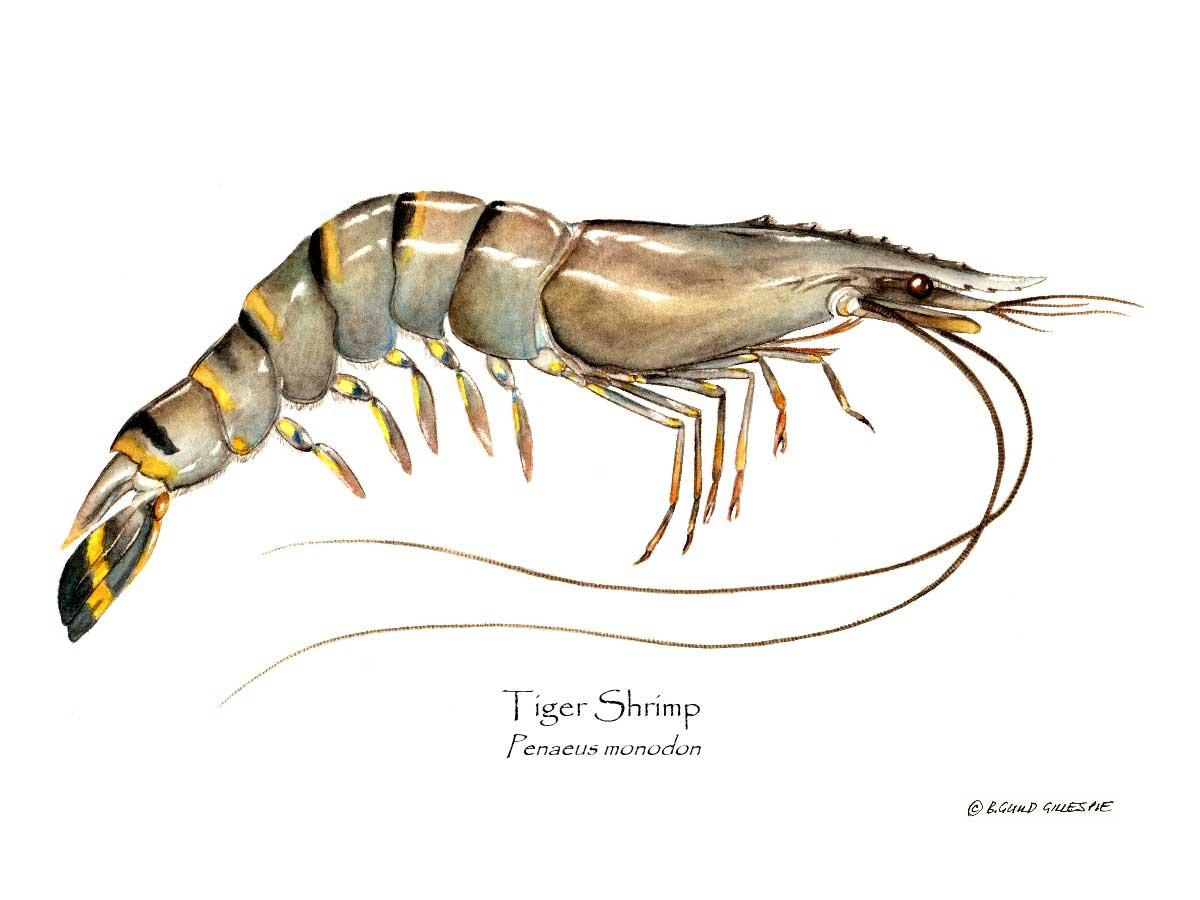 Shellfish Print: Shrimp, Tiger | Shellfish Wall Art Print – Charting Nature