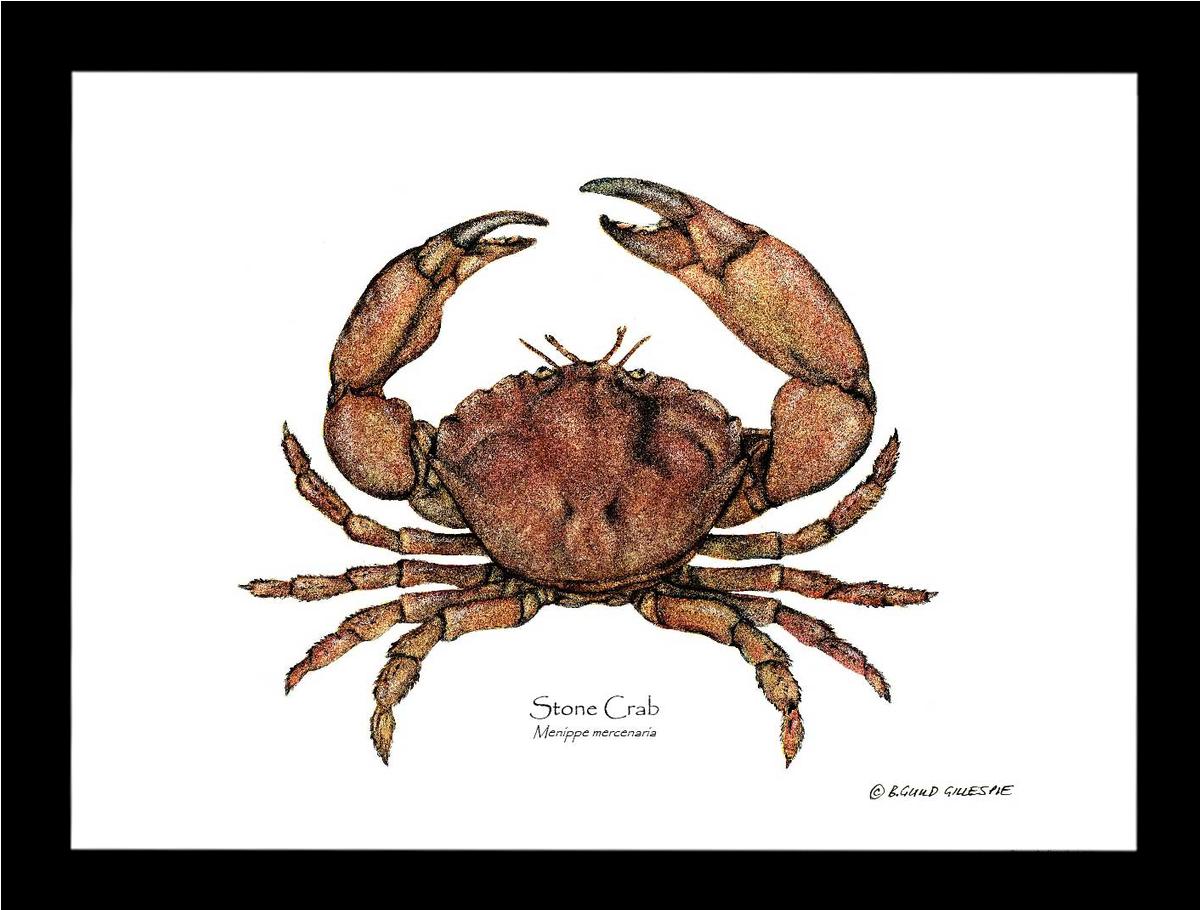Shellfish Prints – Charting Nature