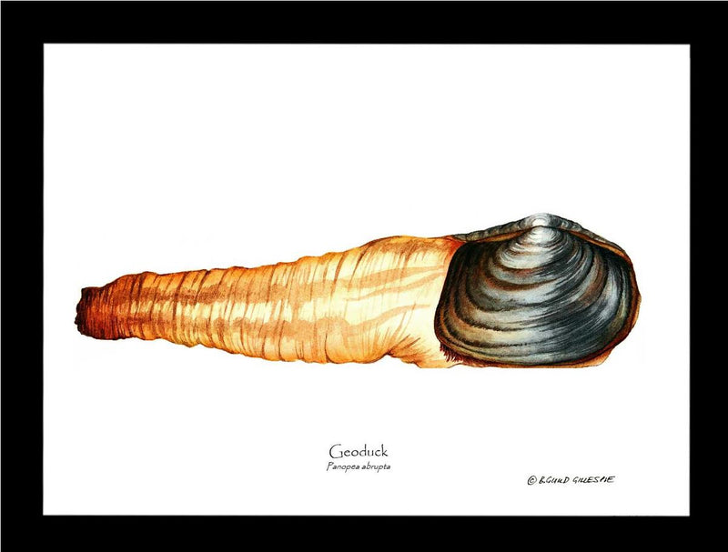 Geoduck | Shellfish Wall Art Print – Charting Nature