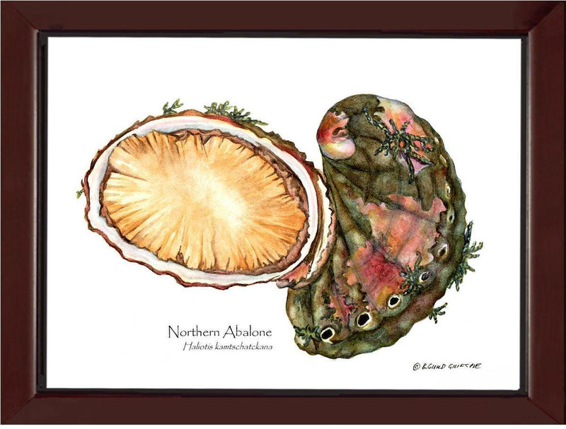 Abalone, Northern | Shellfish Wall Art Print – Charting Nature