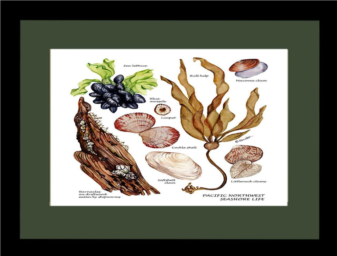 Pacfiic Intertidal Life #1 | Shellfish Wall Art Print – Charting Nature