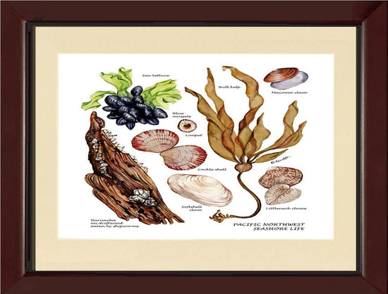 Pacfiic Intertidal Life #1 | Shellfish Wall Art Print – Charting Nature