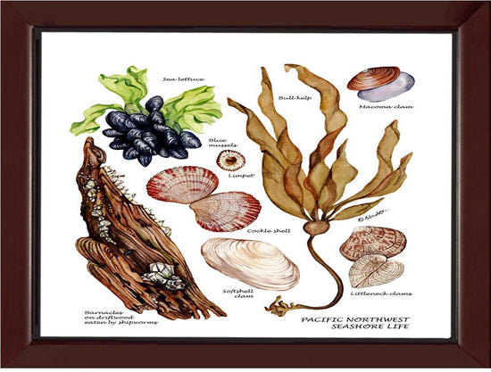 Pacfiic Intertidal Life #1 | Shellfish Wall Art Print – Charting Nature