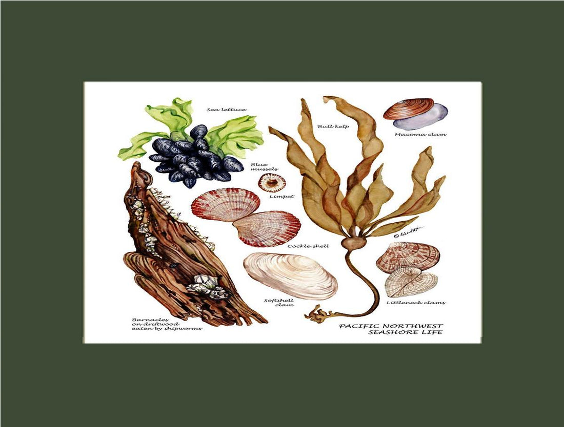 Pacfiic Intertidal Life #1 | Shellfish Wall Art Print – Charting Nature