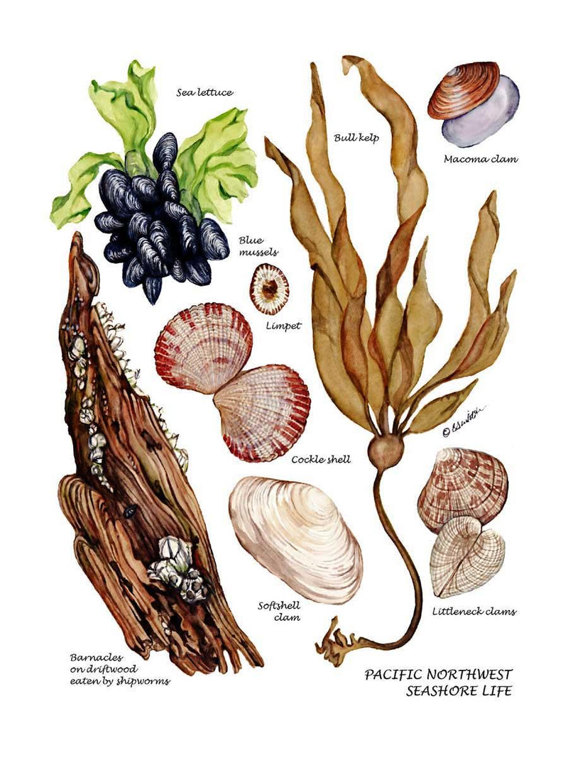 Pacfiic Intertidal Life #1 | Shellfish Wall Art Print – Charting Nature