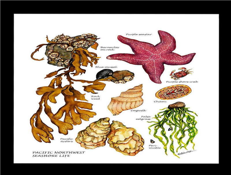 Pacfiic Intertidal Life #2 | Shellfish Wall Art Print – Charting Nature