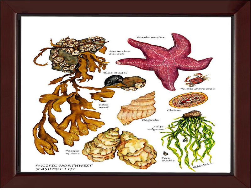 Pacfiic Intertidal Life #2 | Shellfish Wall Art Print – Charting Nature