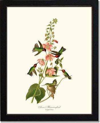 Hummingbird, Anna's Vintage Audubon Bird Wall Art Print – Charting Nature