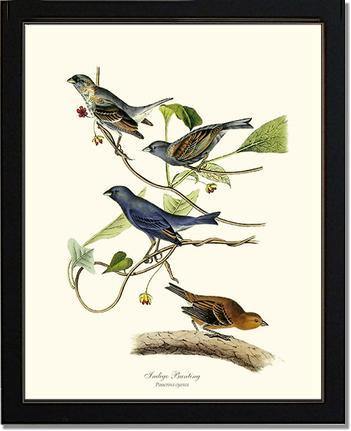 Indigo Bunting Vintage Audubon Bird Wall Art Print – Charting Nature