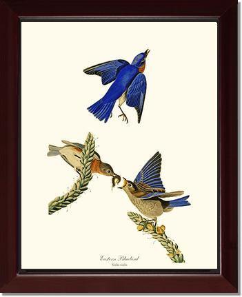 Bluebird, Eastern Vintage Audubon Bird Wall Art Print – Charting Nature