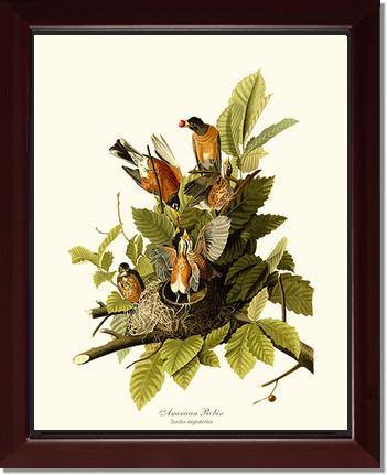 Robin, American Vintage Audubon Bird Wall Art Print – Charting Nature