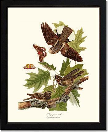 Whip-poor-will Vintage Audubon Bird Wall Art Print – Charting Nature