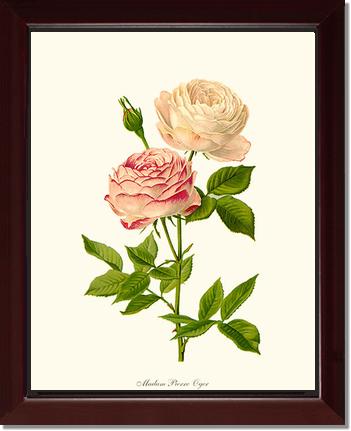 Madame Pierre Oger: Vintage Botanical Rose Wall Art Prints – Charting ...