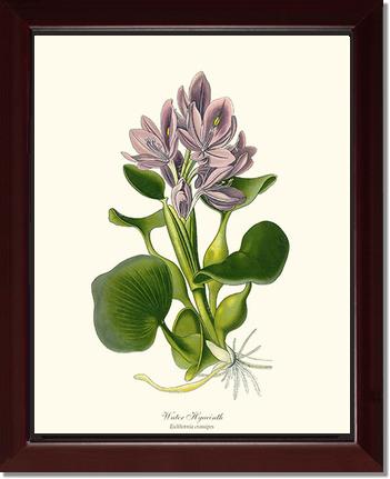 Hyacinth, Water: Vintage Botanical Flower/Floral Wall Art Prints ...