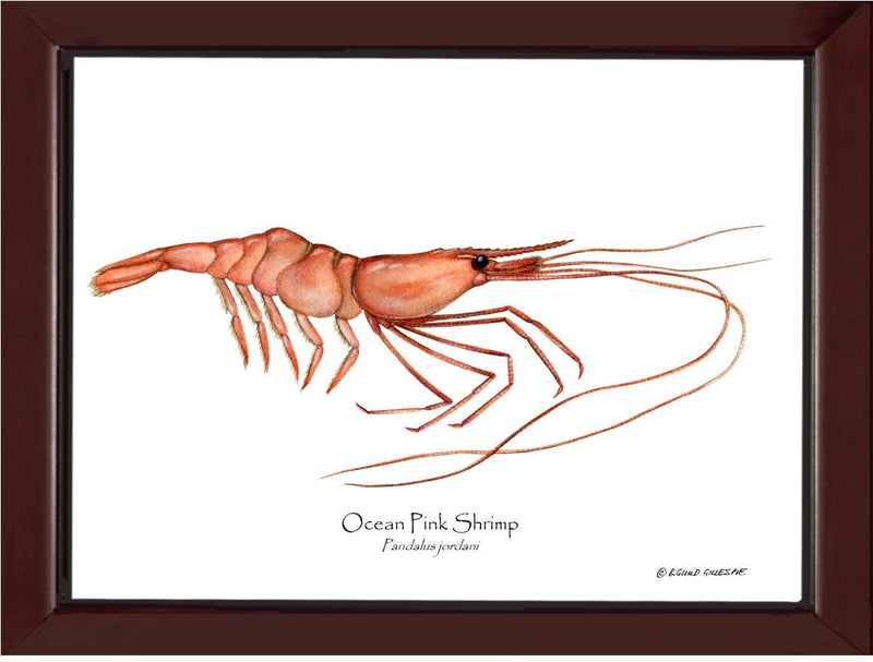 Shellfish Print: Shrimp, Ocean Pink | Shellfish Wall Art Print ...
