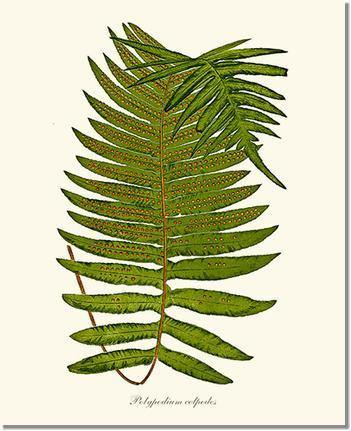 Polypodium colpodes: Vintage Fern Wall Art Botanical Prints. – Charting ...