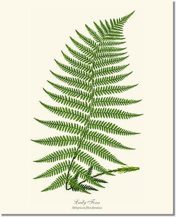 Lady Fern: Vintage Fern Wall Art Botanical Prints. – Charting Nature