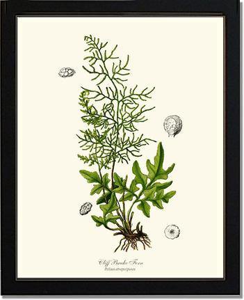 Cliff Brake Fern: Vintage Fern Wall Art Botanical Prints. – Charting Nature