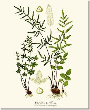 Cliff Brake Ferns: Vintage Fern Wall Art Botanical Prints. – Charting ...