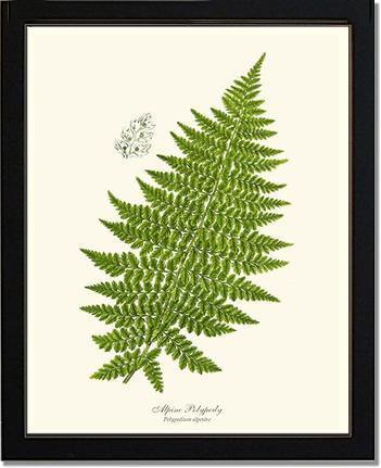 Alpine Fern: Vintage Fern Wall Art Botanical Prints. – Charting Nature