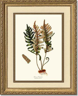 Hoary Polypody Fern: Vintage Fern Wall Art Botanical Prints. – Charting ...