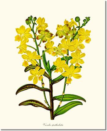 Vanda spathulata: Vintage Botanical Orchid Wall Art Prints – Charting ...