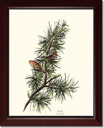 Cedar Tree Print: Vintage Botanical Trees and Grasses Wall Art Prints ...