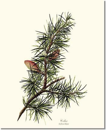 Cedar Tree Print: Vintage Botanical Trees and Grasses Wall Art Prints ...