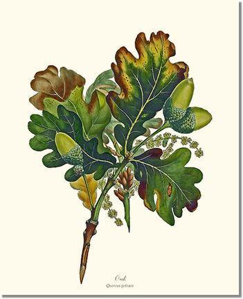 Oak Tree: Vintage Botanical Trees and Grasses Wall Art Prints ...