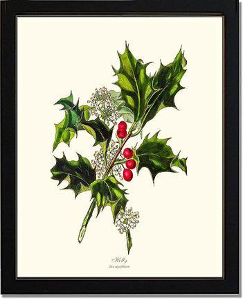 Holly Tree: Vintage Botanical Trees and Grasses Wall Art Prints ...