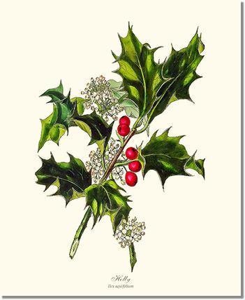 Holly Tree: Vintage Botanical Trees and Grasses Wall Art Prints ...