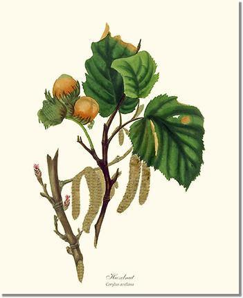 Hazelnut Tree: Vintage Botanical Trees and Grasses Wall Art Prints ...