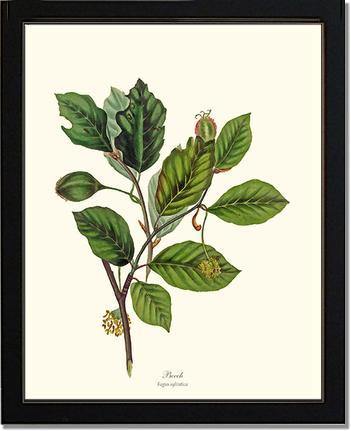 Beech Tree: Vintage Botanical Trees and Grasses Wall Art Prints ...