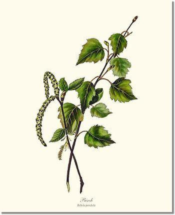 Botanical Prints, Trees, Grasses – Charting Nature