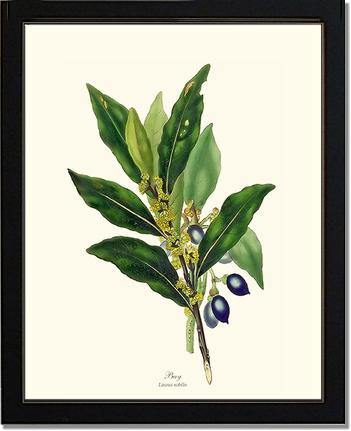 Bay Tree: Vintage Botanical Trees and Grasses Wall Art Prints ...