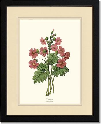 Primrose: Vintage Botanical Flower/Floral Wall Art Prints – Charting Nature