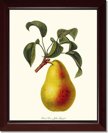 Pear, Dr. Jules Guyot: Vintage Botanical Fruit Wall Art Prints ...