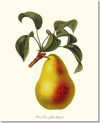 Pear, Dr. Jules Guyot: Vintage Botanical Fruit Wall Art Prints ...