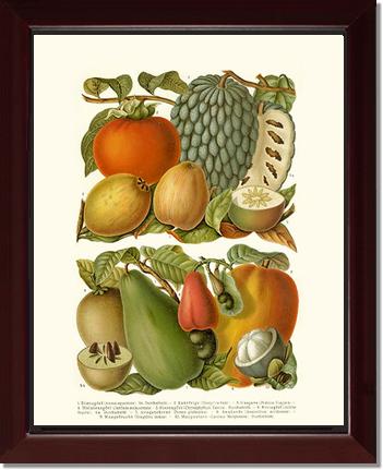 Tropical Fruit: Vintage Botanical Fruit Wall Art Prints – Charting Nature