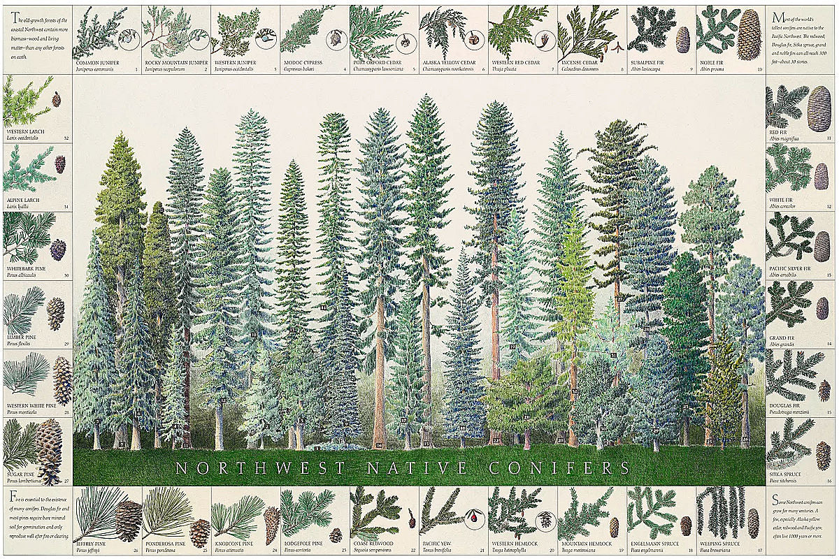 Conifer Tree Poster Identification Chart of the Northwest. Great Wall ...