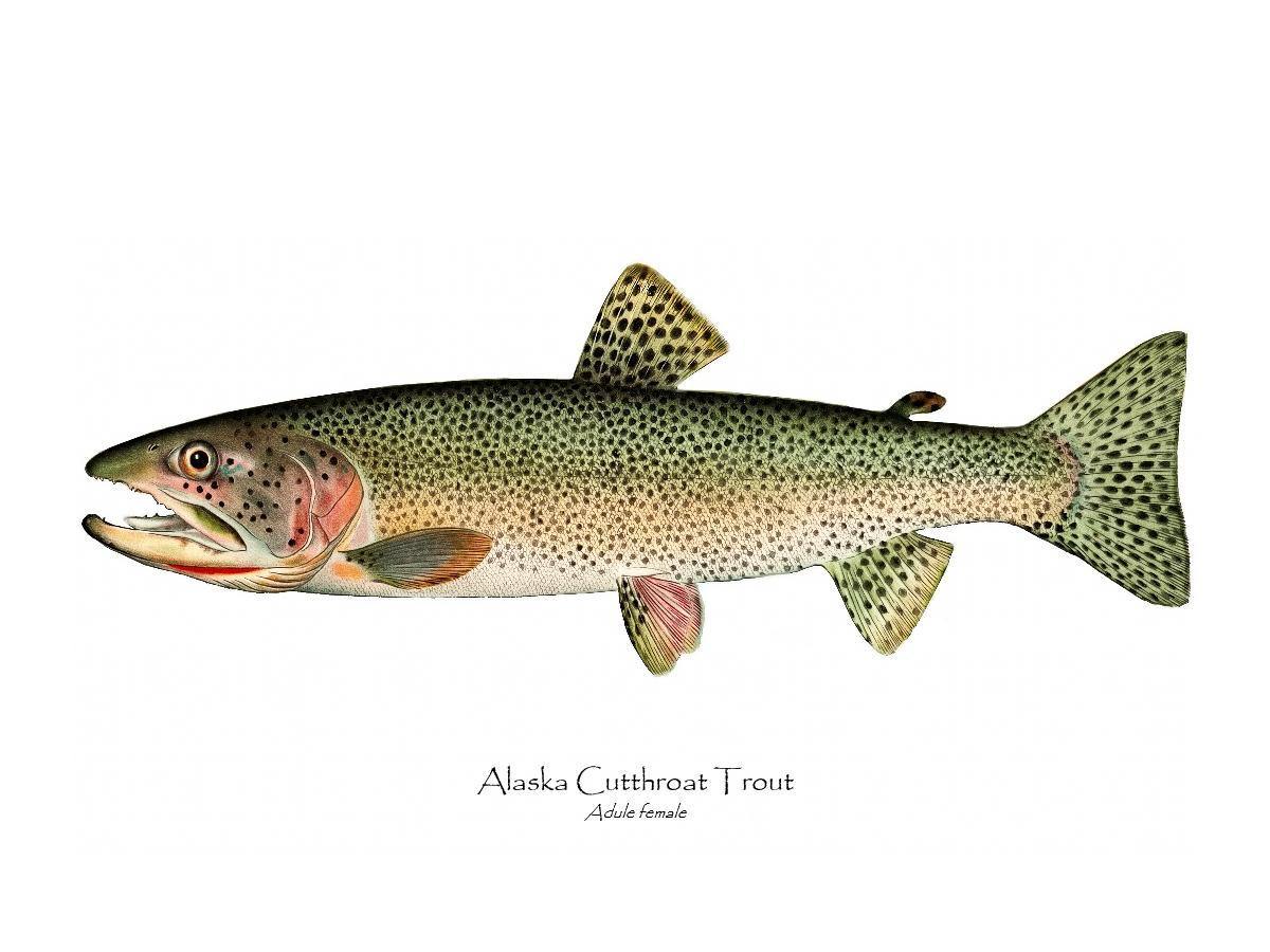 Alaska Cutthroat | Vintage Fish Art Print – Charting Nature