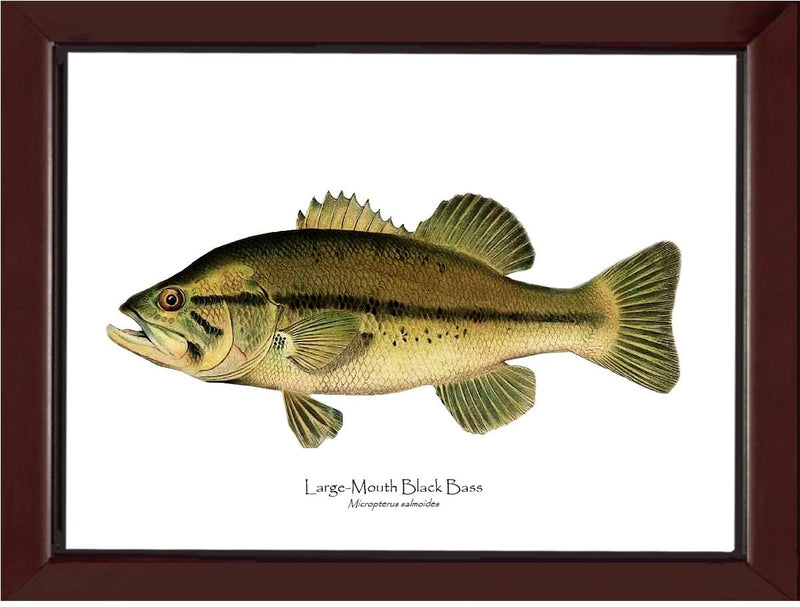 Largemouth Bass | Vintage Fish Art Print – Charting Nature