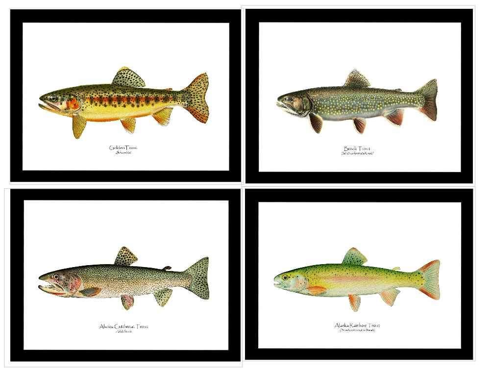 Vintage Trout Fish Prints Set | Vintage Fish Art Print – Charting Nature